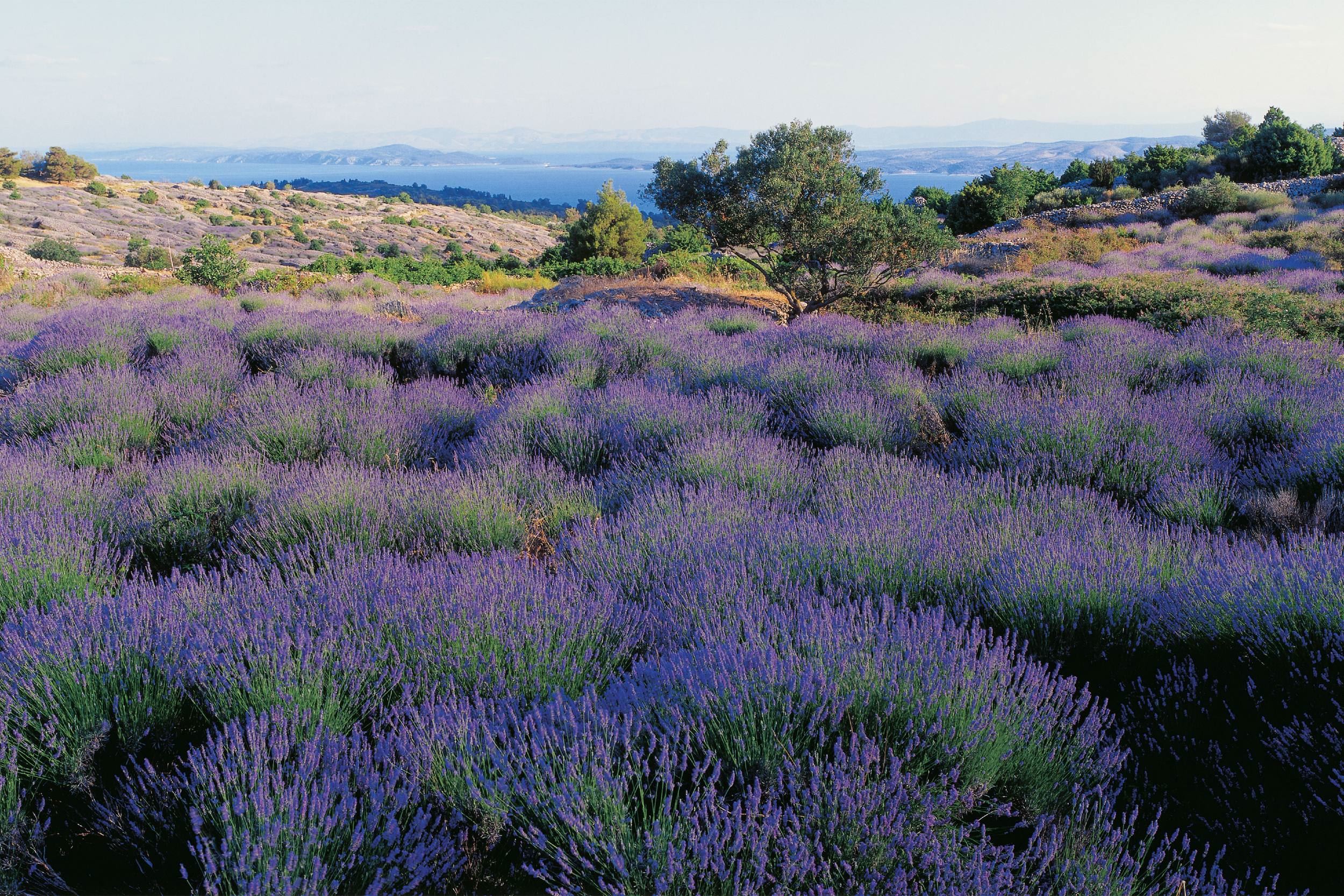 Lavender, a fragrant and healing purple plant | Croatia.hr