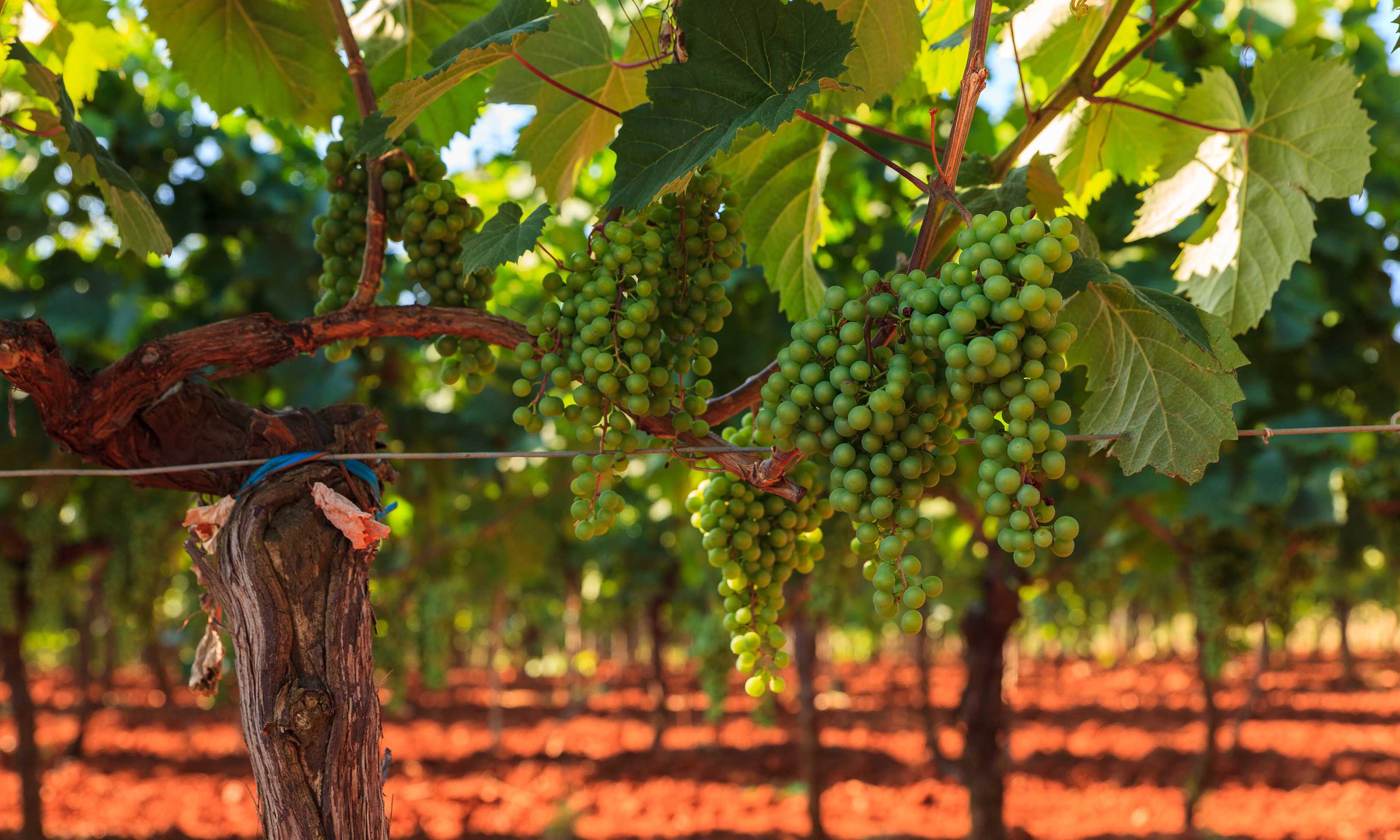 Istrian Malvazija, Indigenous Wine | Croatia.hr