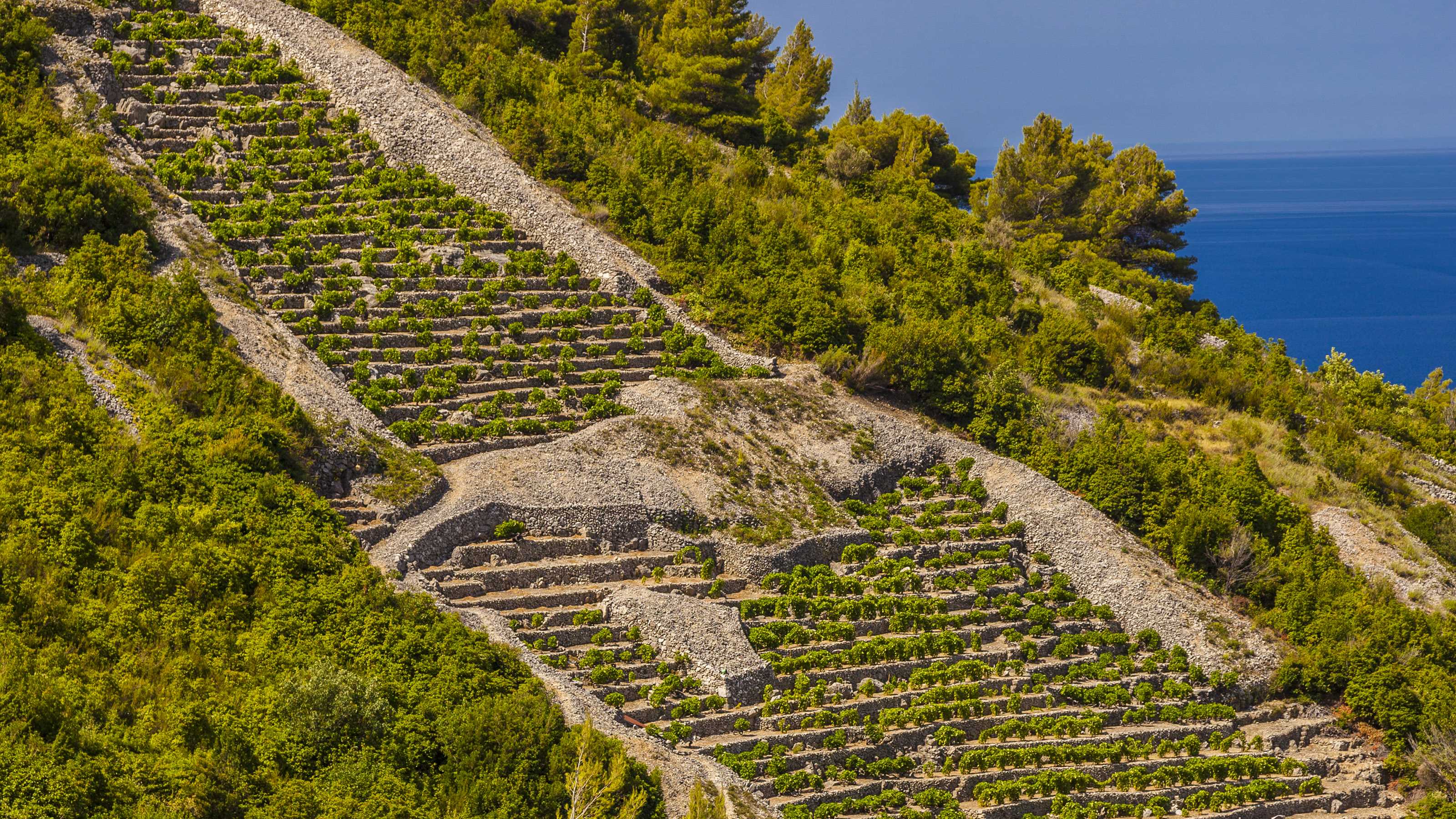 Vugava - White wine from the island of Vis | Croatia.hr