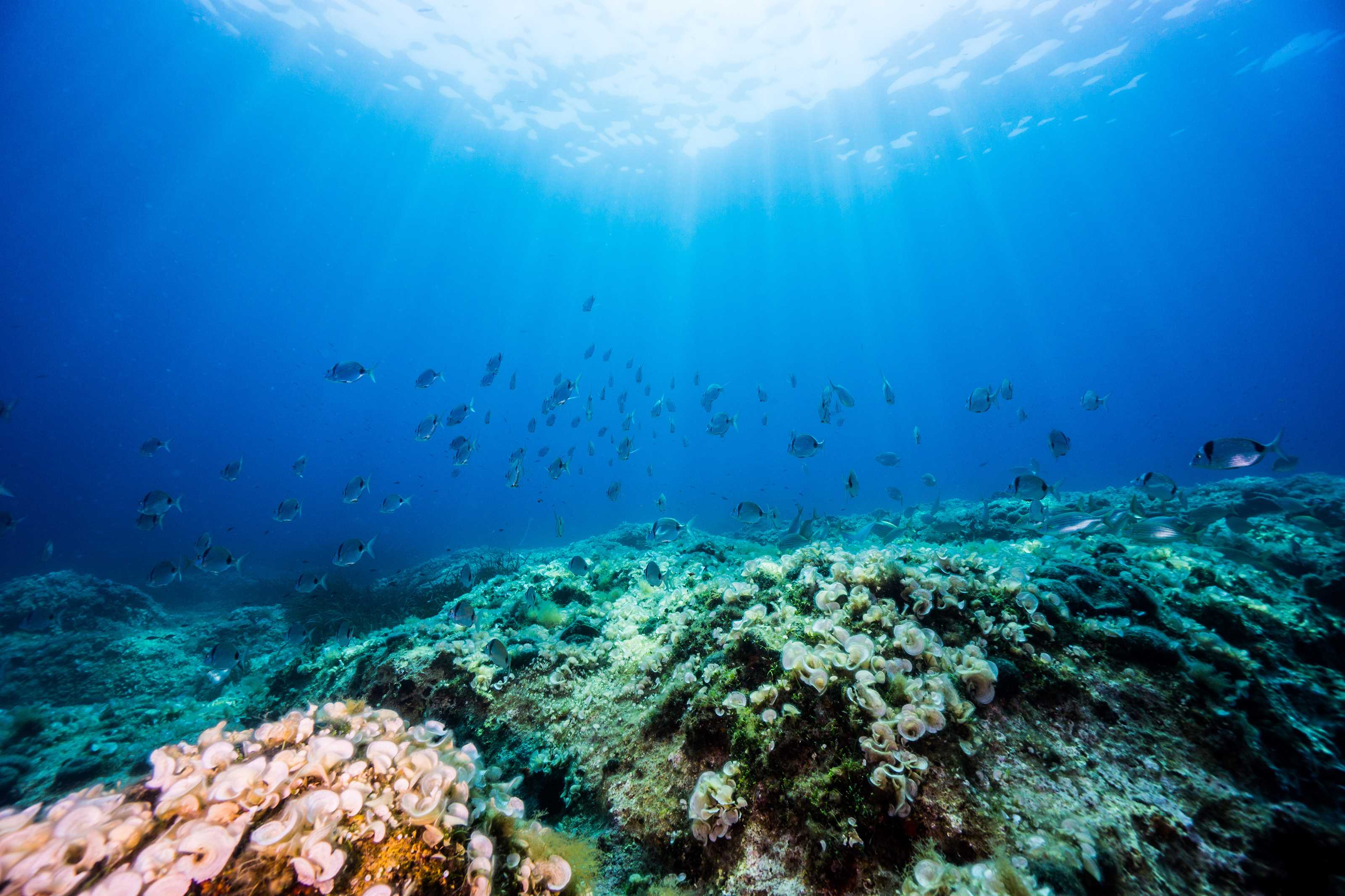 Diving in the Adriatic's Finest Ecosystem | Croatia.hr