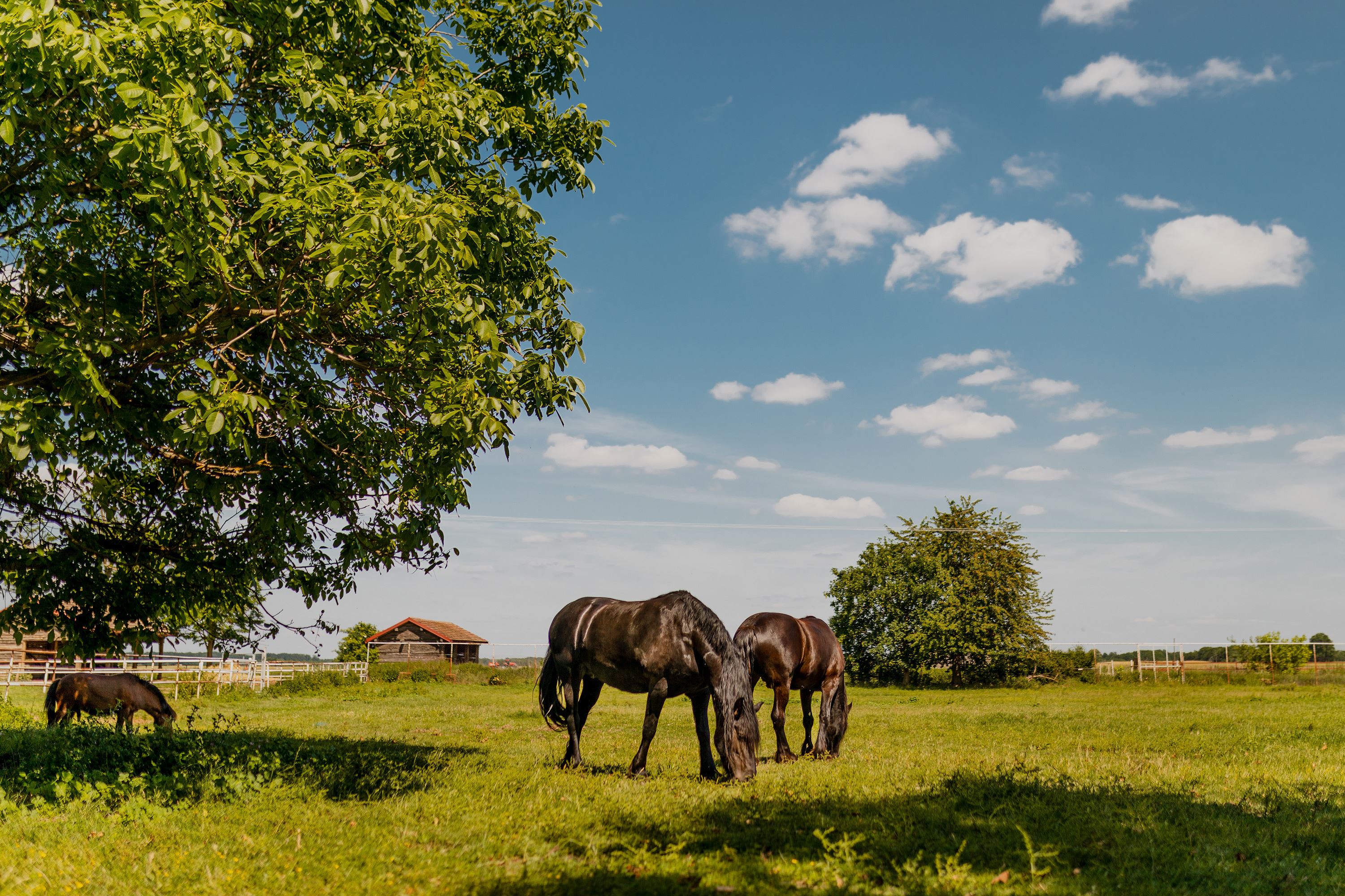Erlebe das Einheimische in Podravina und Slawonien | Croatia.hr