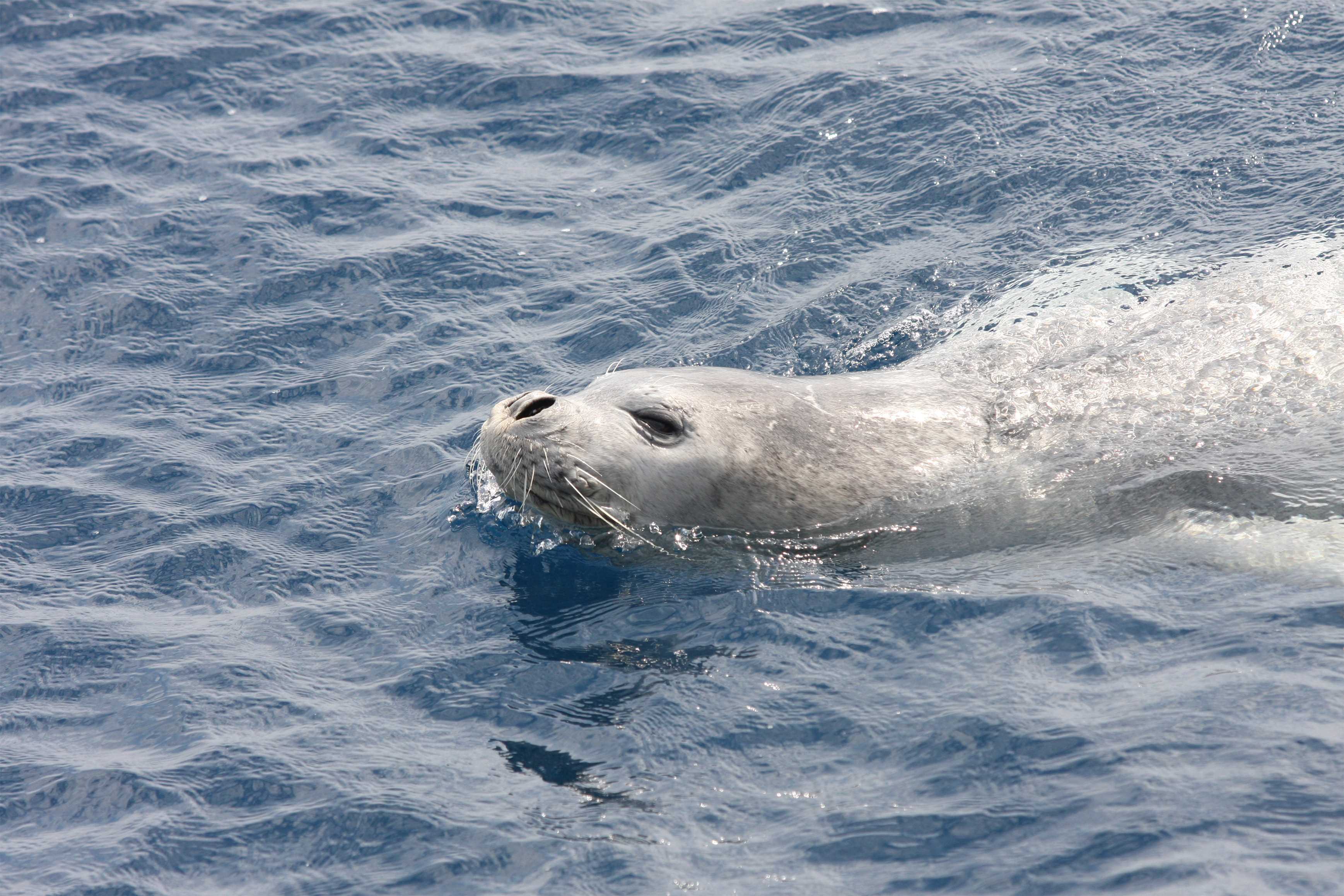 La foca monje del Mediterraneo – gigante gentil del adriatico | Croatia.hr