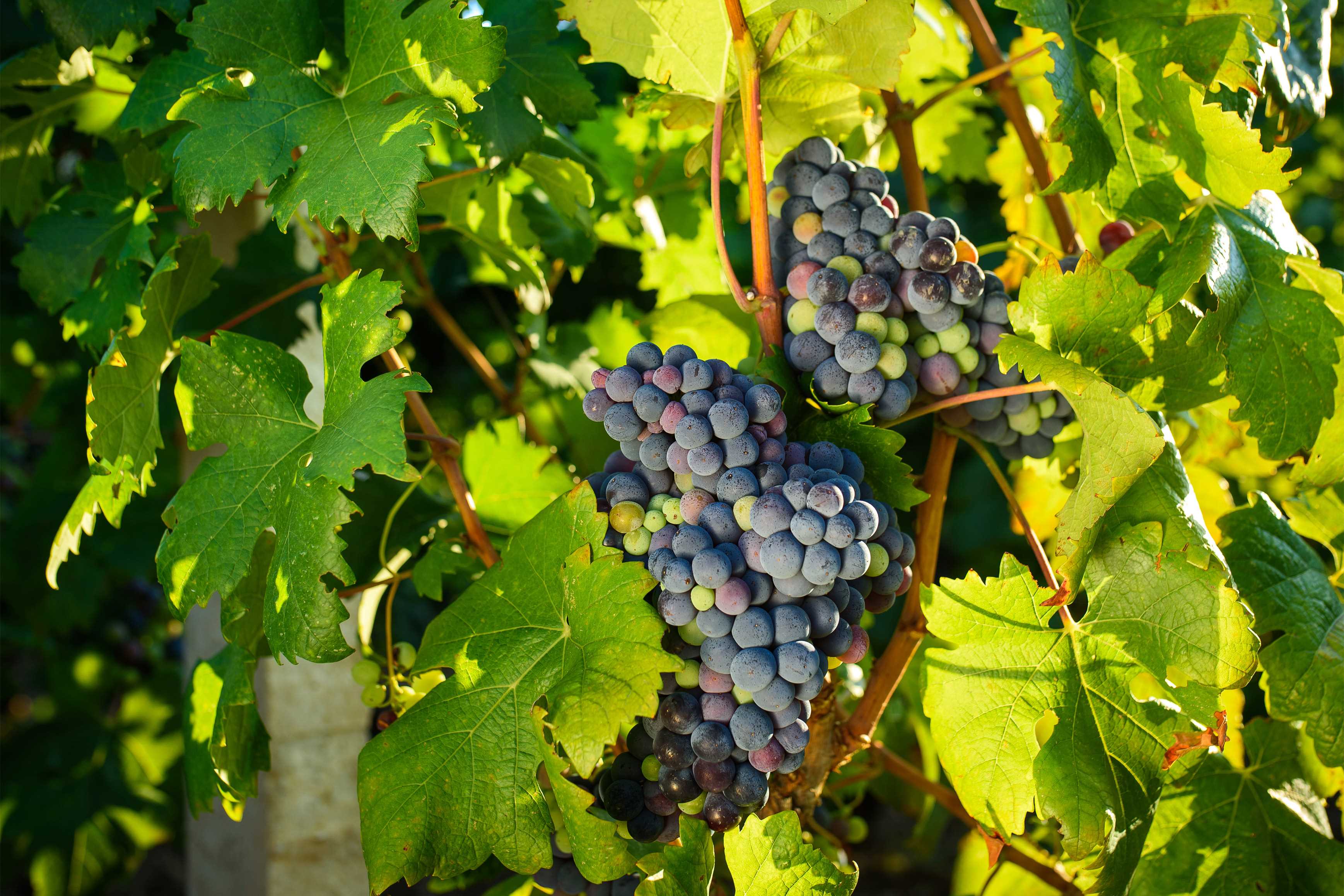 Zinfandel - wine story with an history I Croatia.hr