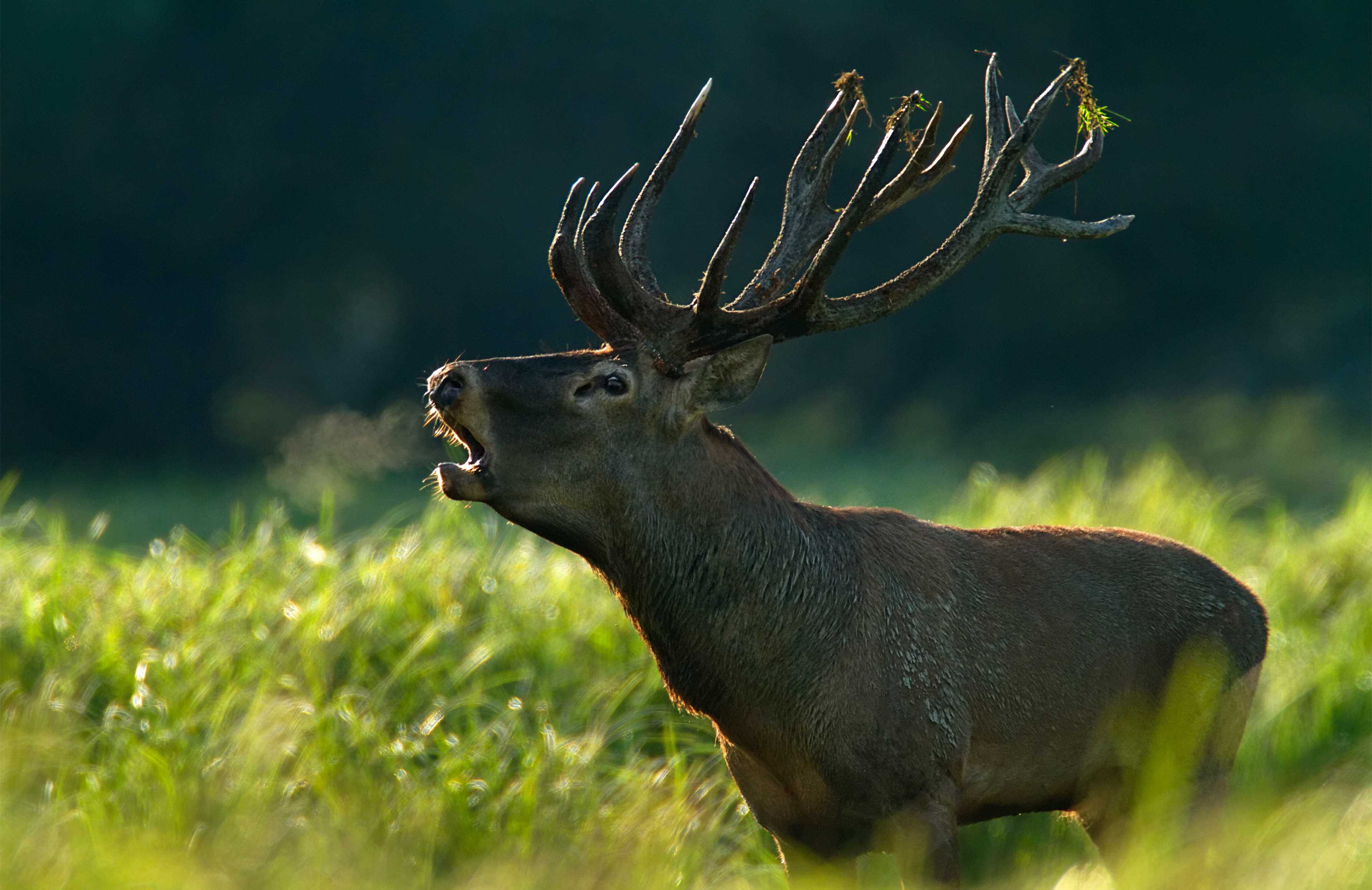 Unique animals species in Croatia | Croatia.hr