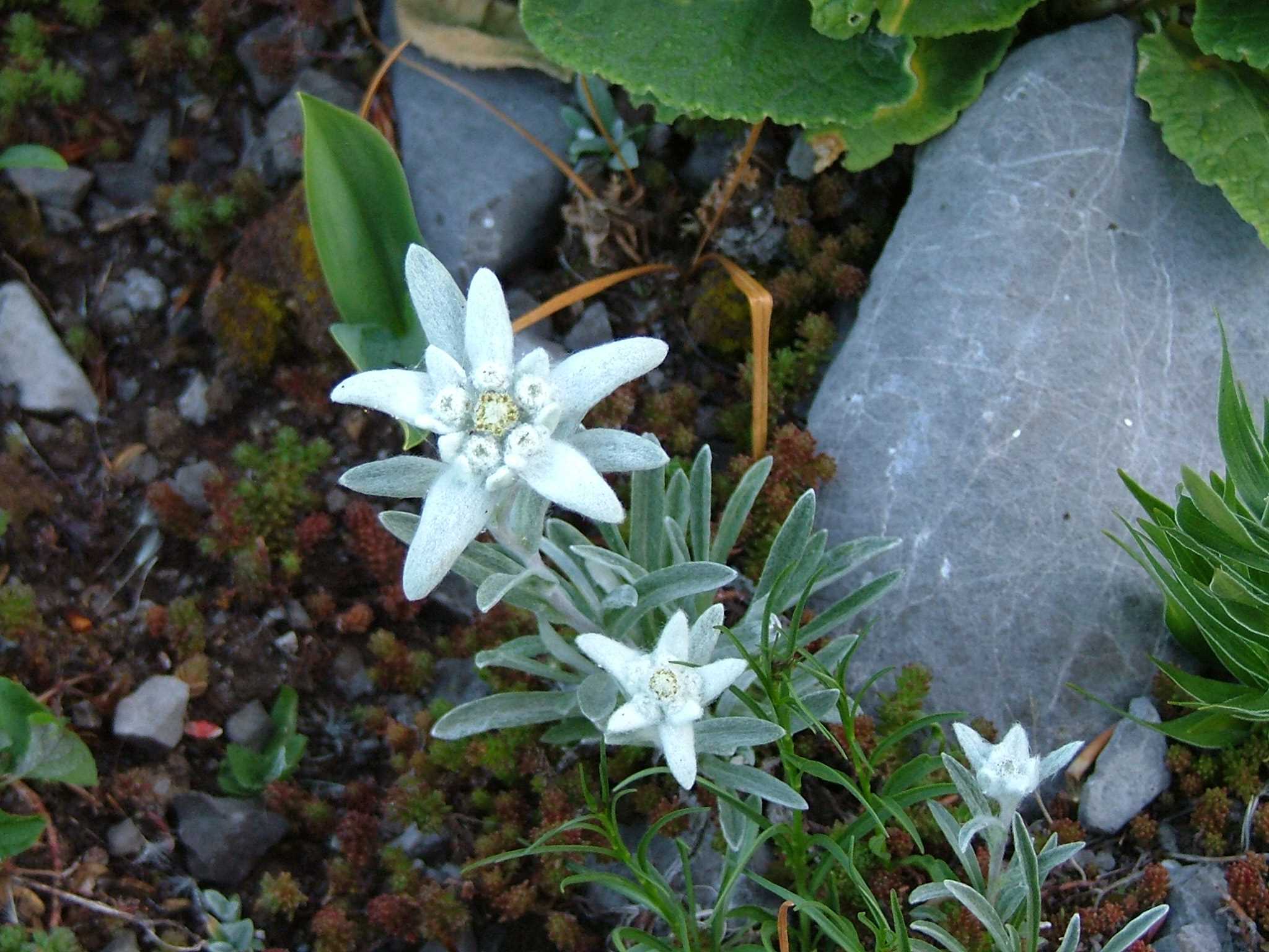 Flora diversity in Croatia | Croatia.hr