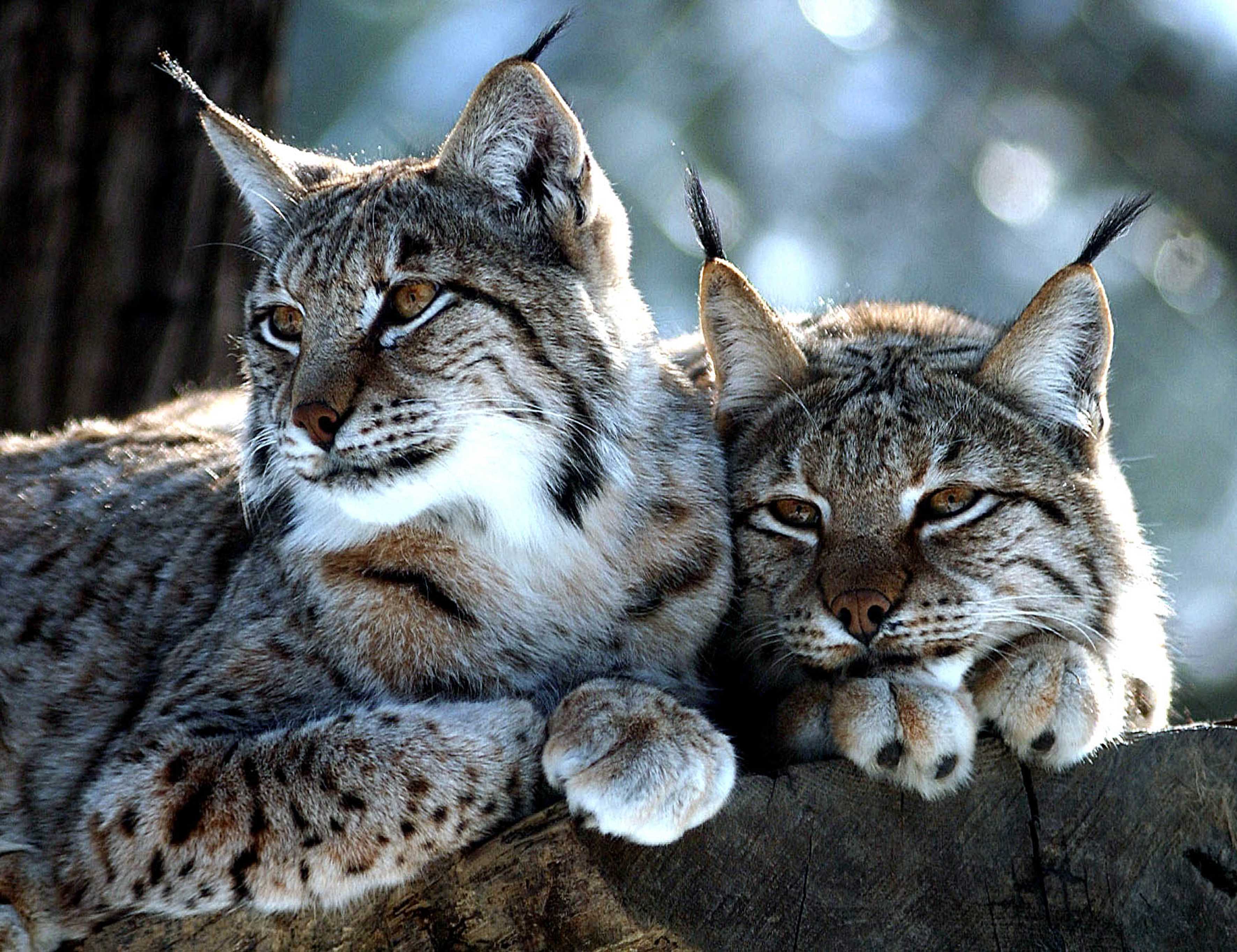 Upoznajte zaštićene životinje u Hrvatskoj | Croatia.hr