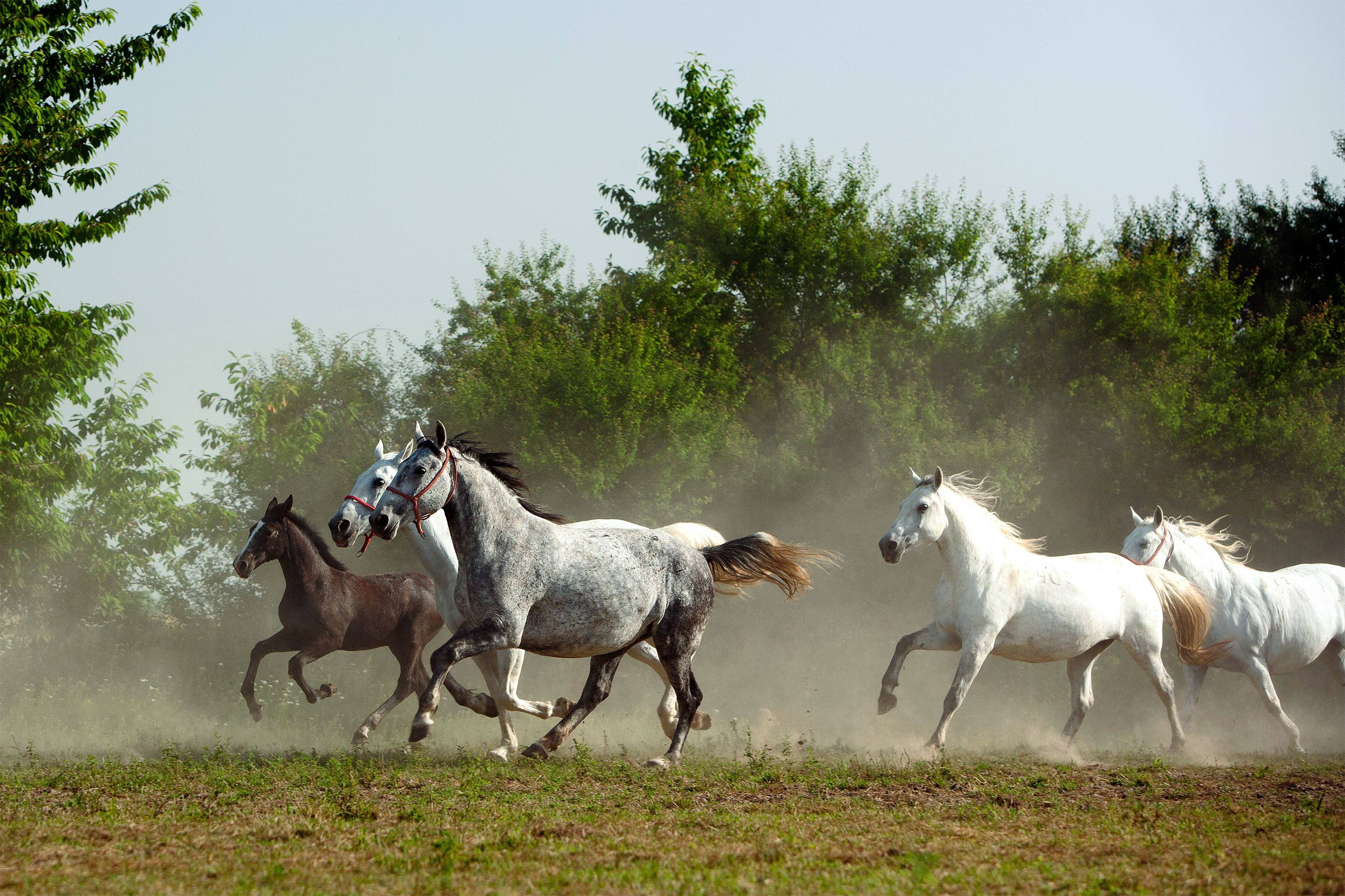 Lipizzaner - an elegant horse with a long history | Croatia.hr