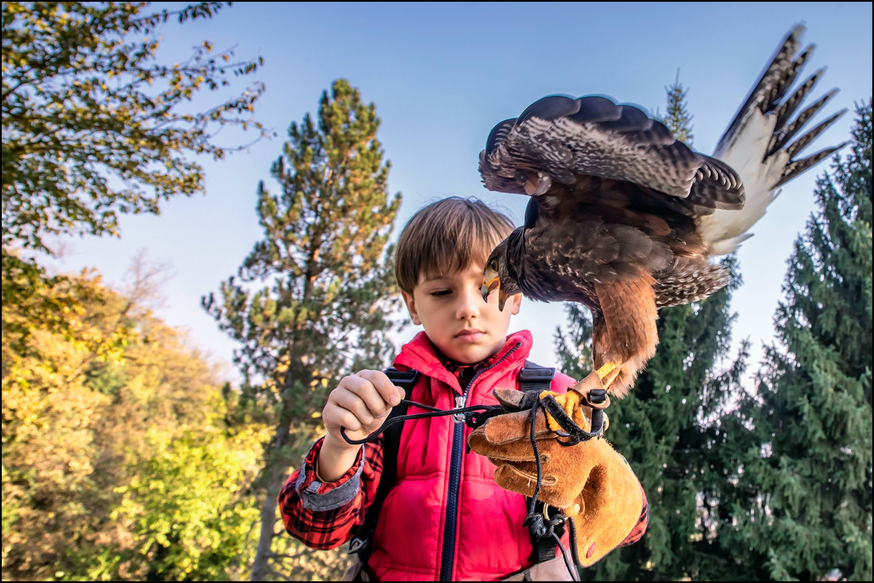 Falconry - Cultural heritage on the UNESCO list | Croatia.hr