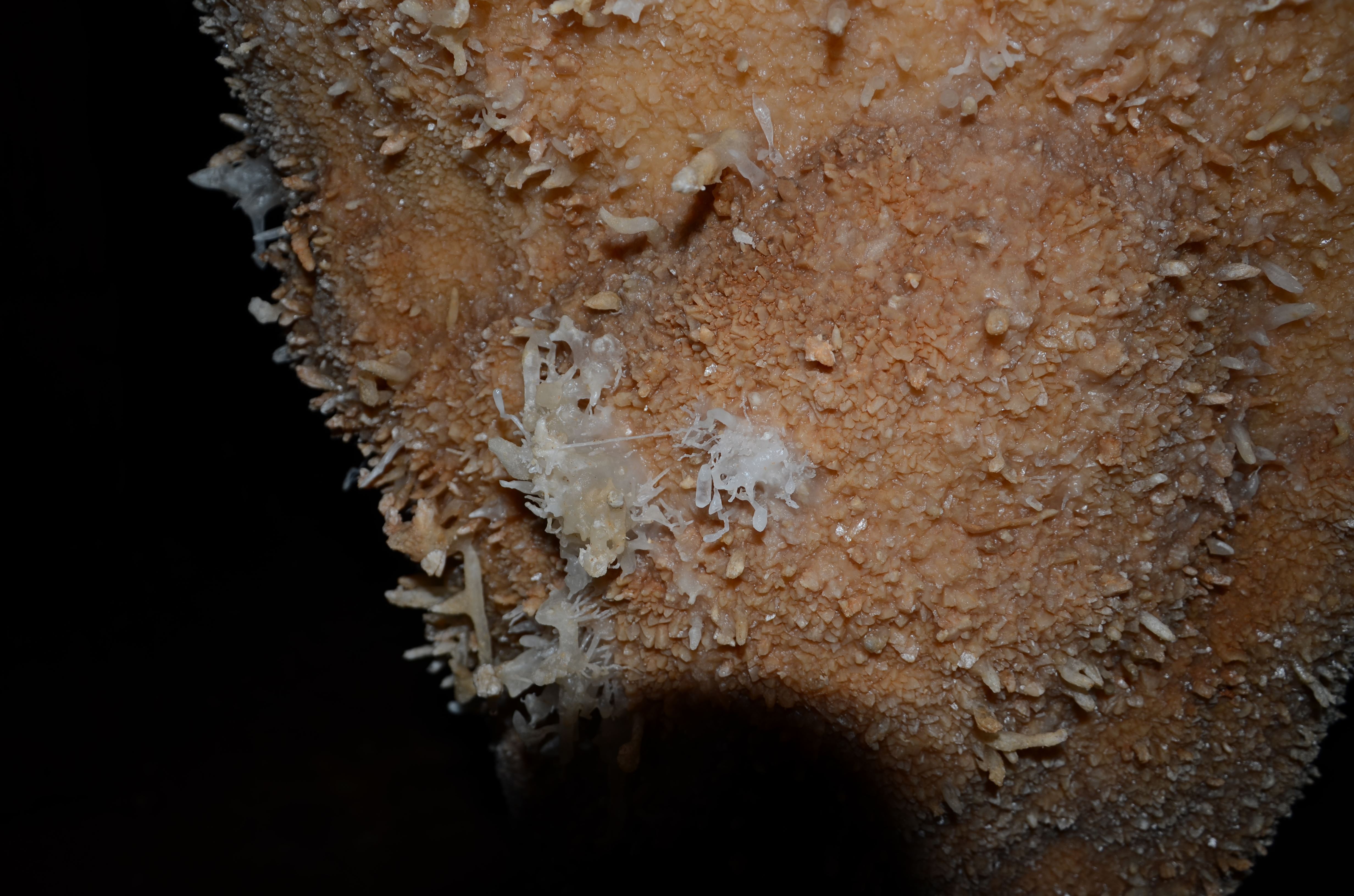 Modrič cave, Velebit nature gem | Croatia.hr